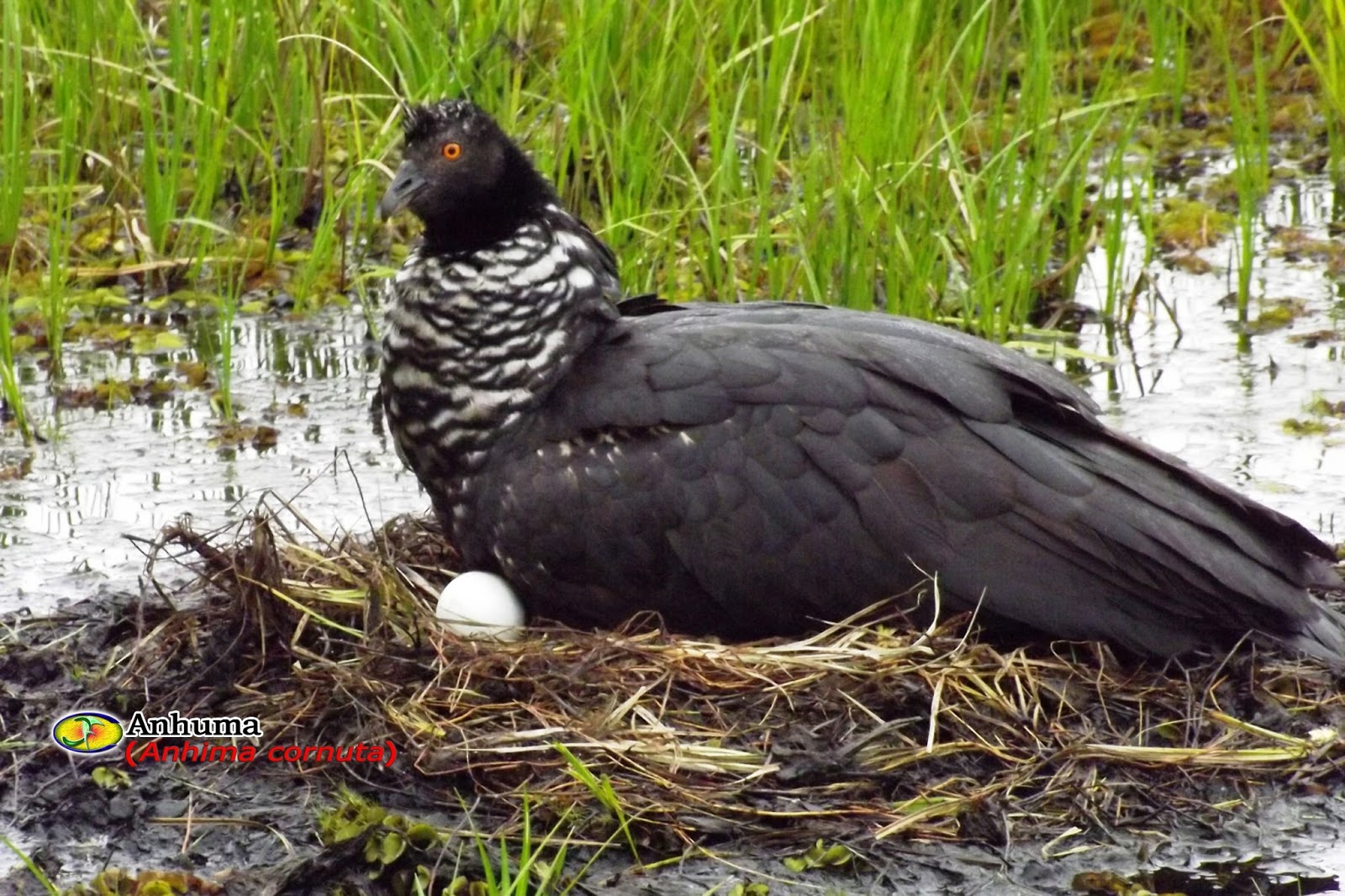 Zoologia: Anhuma (Anhima cornuta)